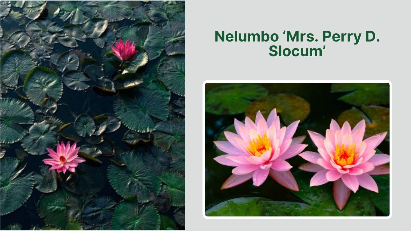 27 Common Types of Lotus Flower Tree: Identification with Picture