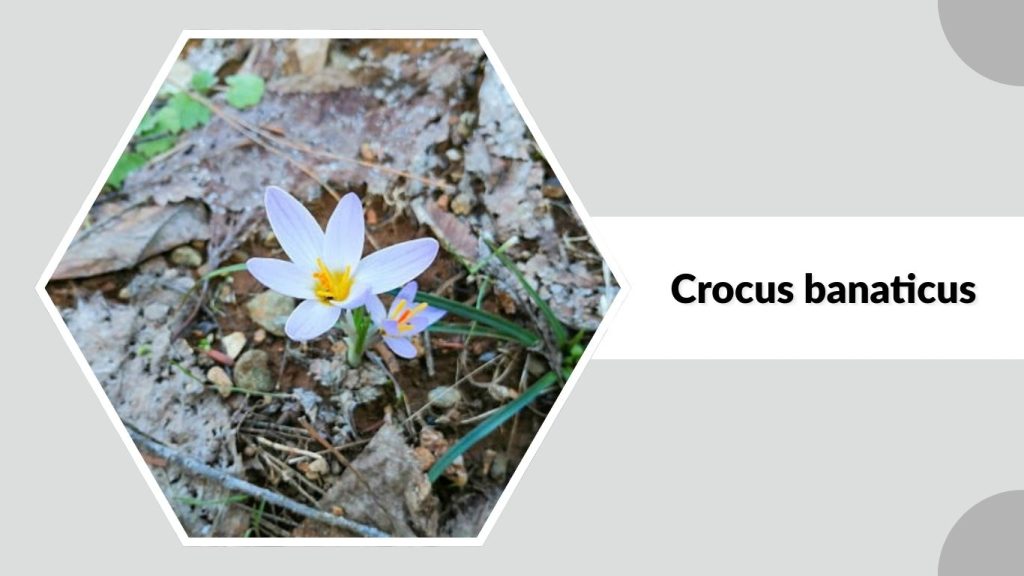 20 Types of Crocus Flowers: Identification with Pictures