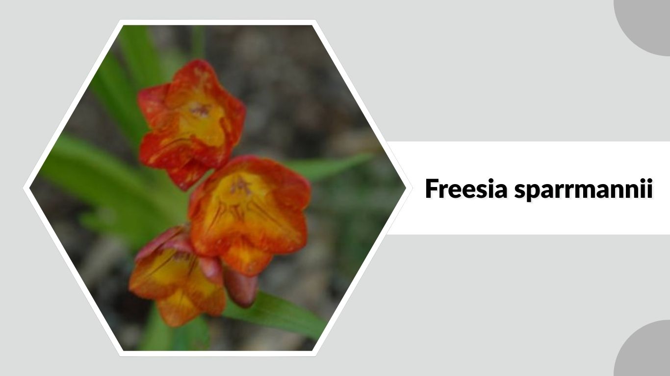 16 Types of Freesia Flowers: Species Identification With Pictures