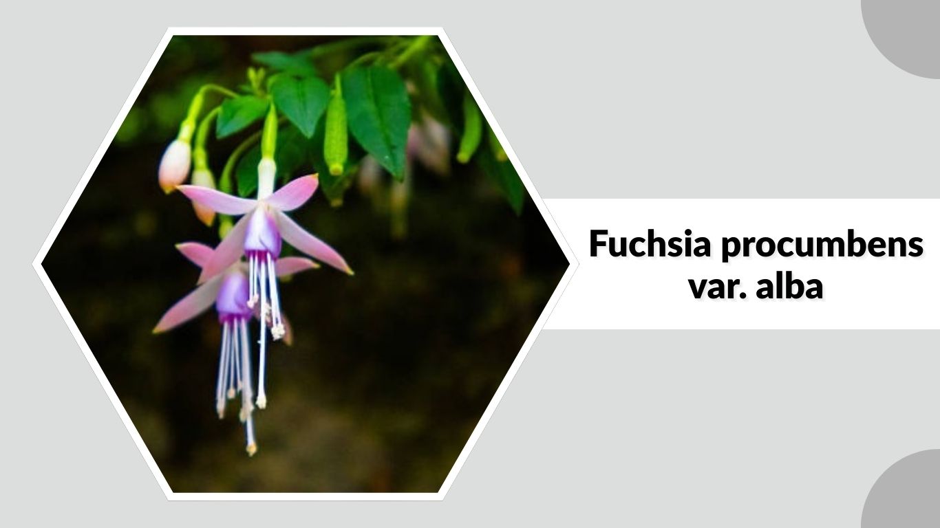 26 Common Types of Fuchsia Flowers: Identification with Pictures