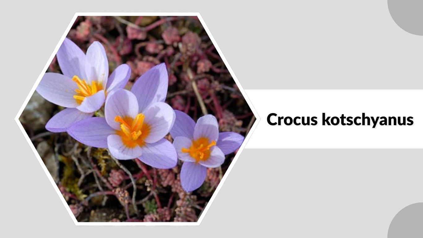 20 Types of Crocus Flowers: Identification with Pictures
