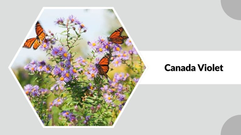 27 Types of Violet Flowers: Species Identification with Pictures
