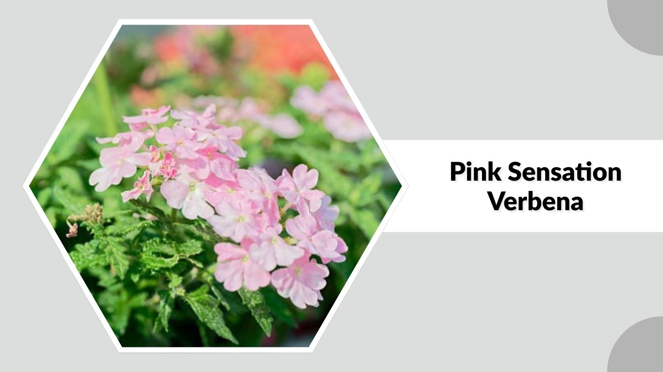 25 Types of Verbena Flower: Species Identification with Pictures