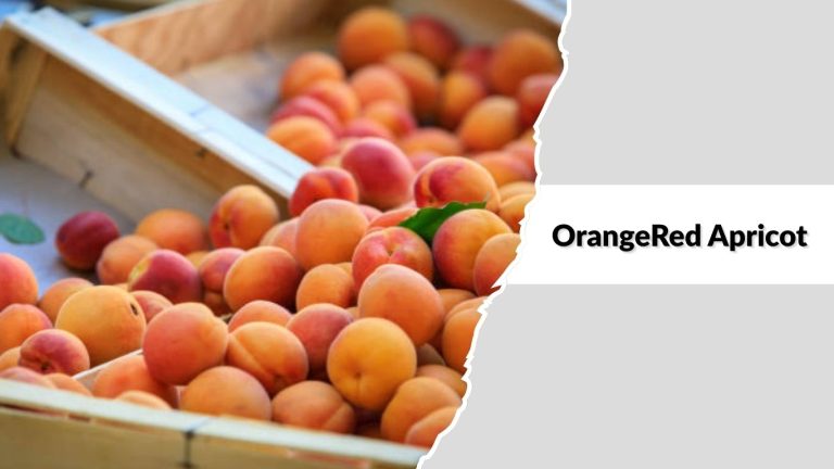 20 Types of Apricot Fruit: Identification with Pictures