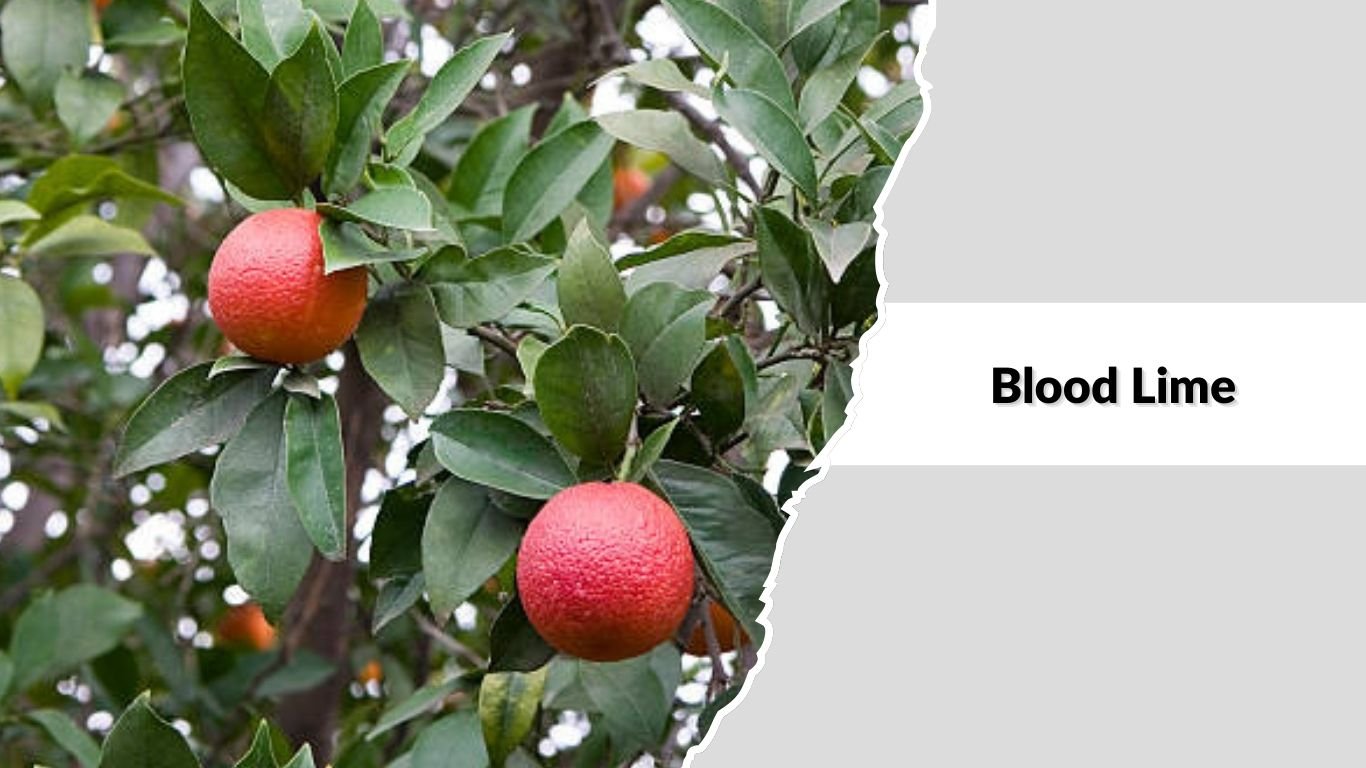 13 Types of Lime Tree: Species, Identification with Picture