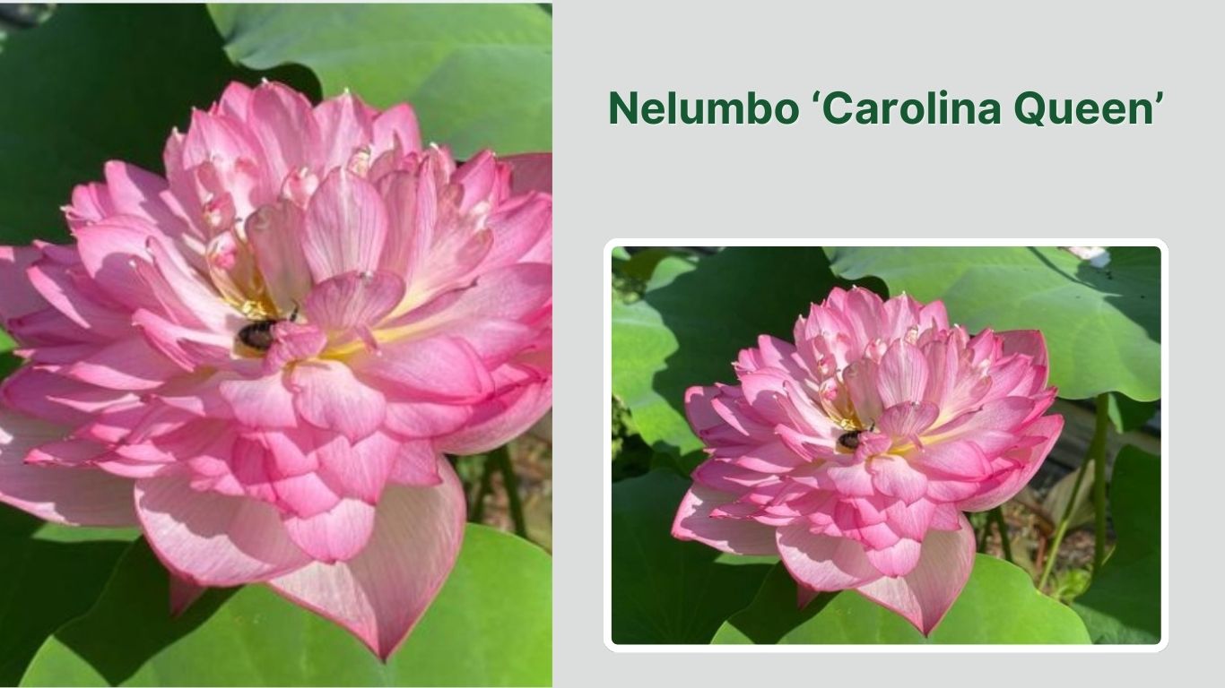 27 Common Types of Lotus Flower Tree: Identification with Picture