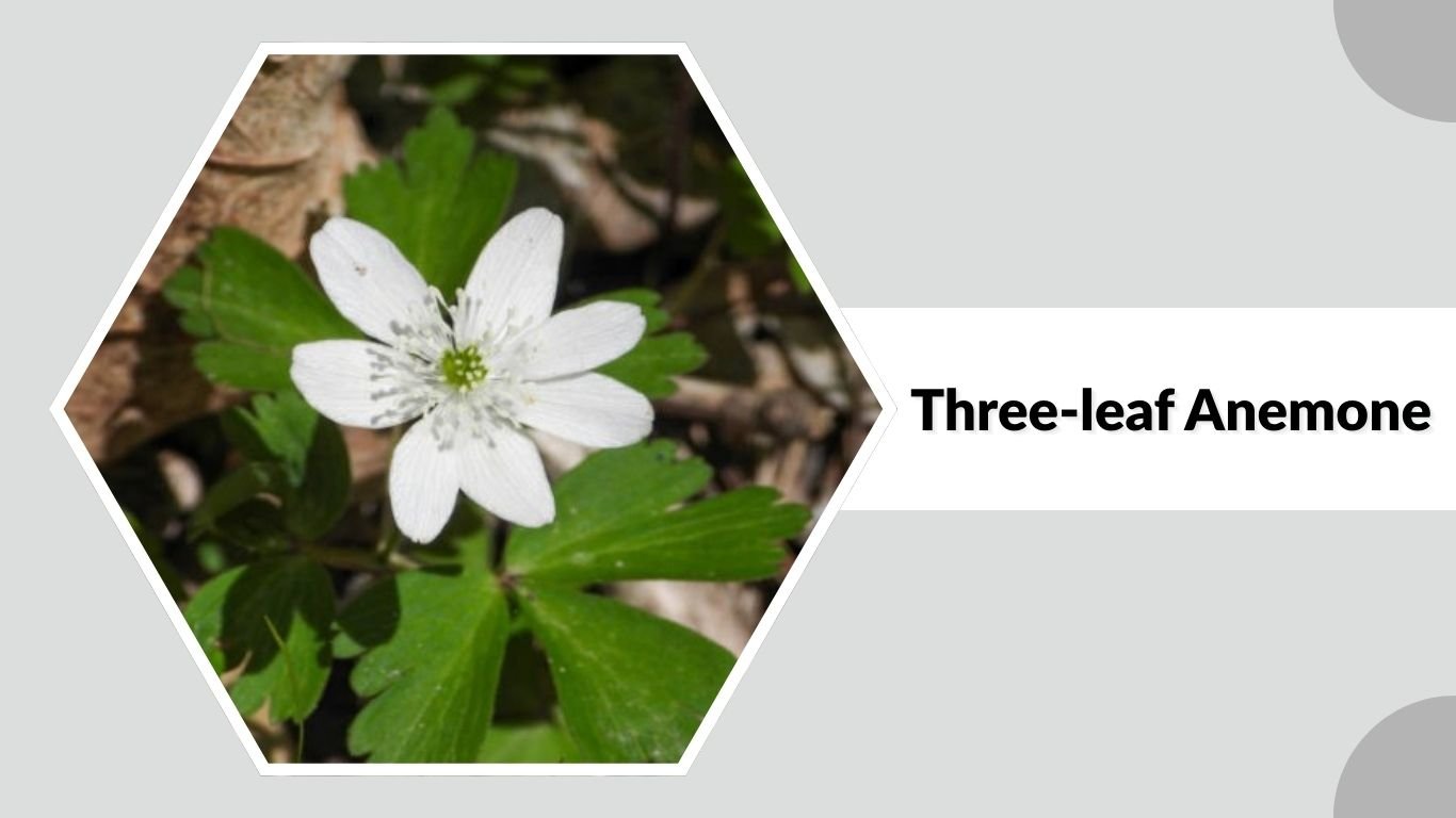27 Common Types of Anemone Flower: Identification With Pictures