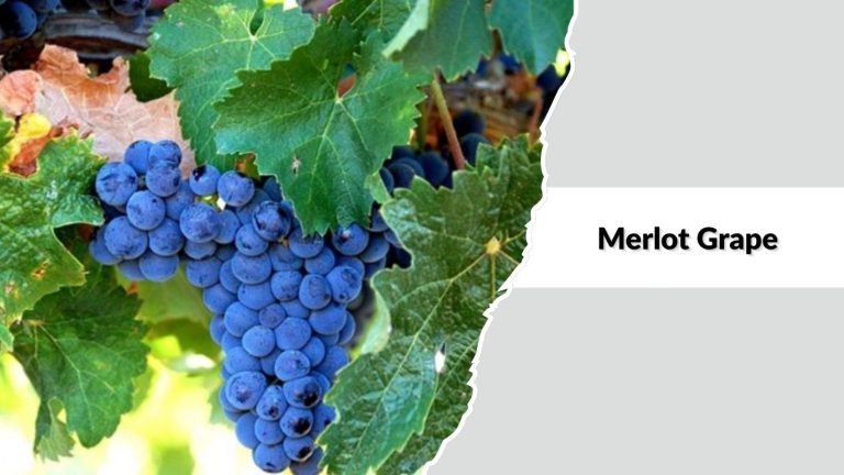 25 Common Types of Grape Tree: Identification with Pictures