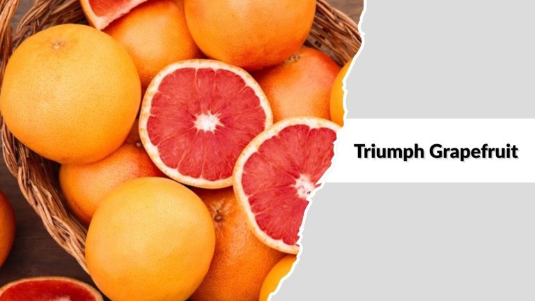 15 Types of Grapefruits: Species, Identification with Picture