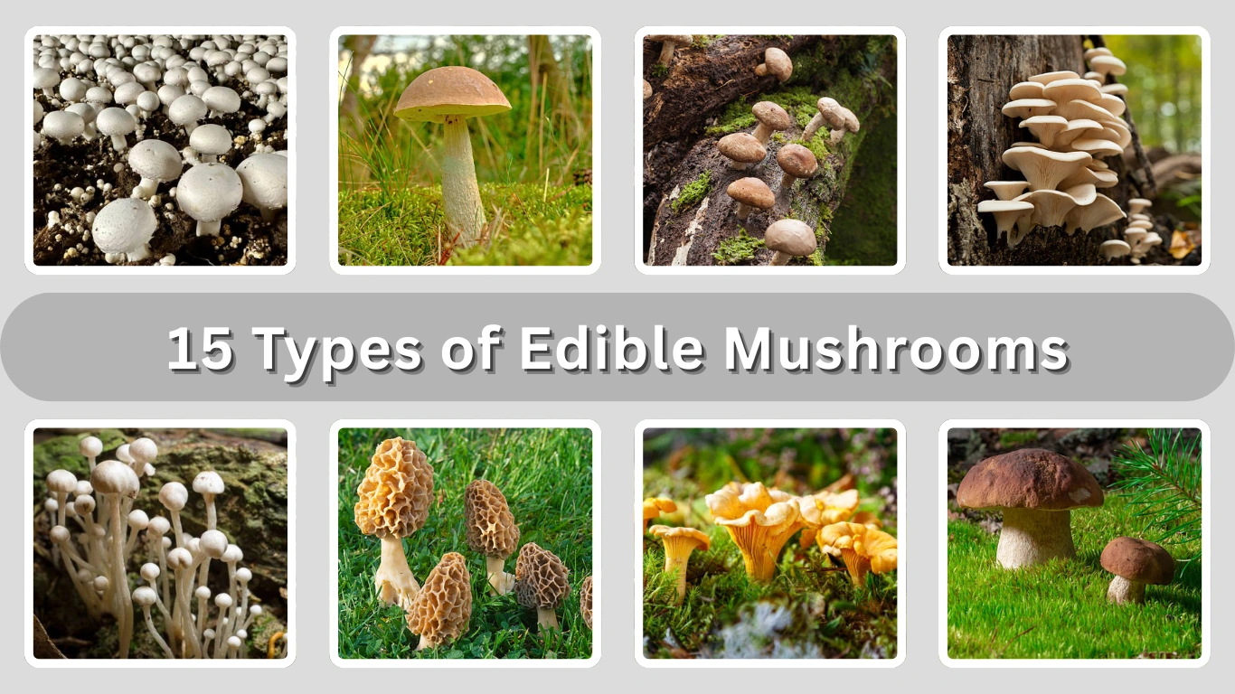 15 Types of Edible Mushrooms: Species Identification with Pictures