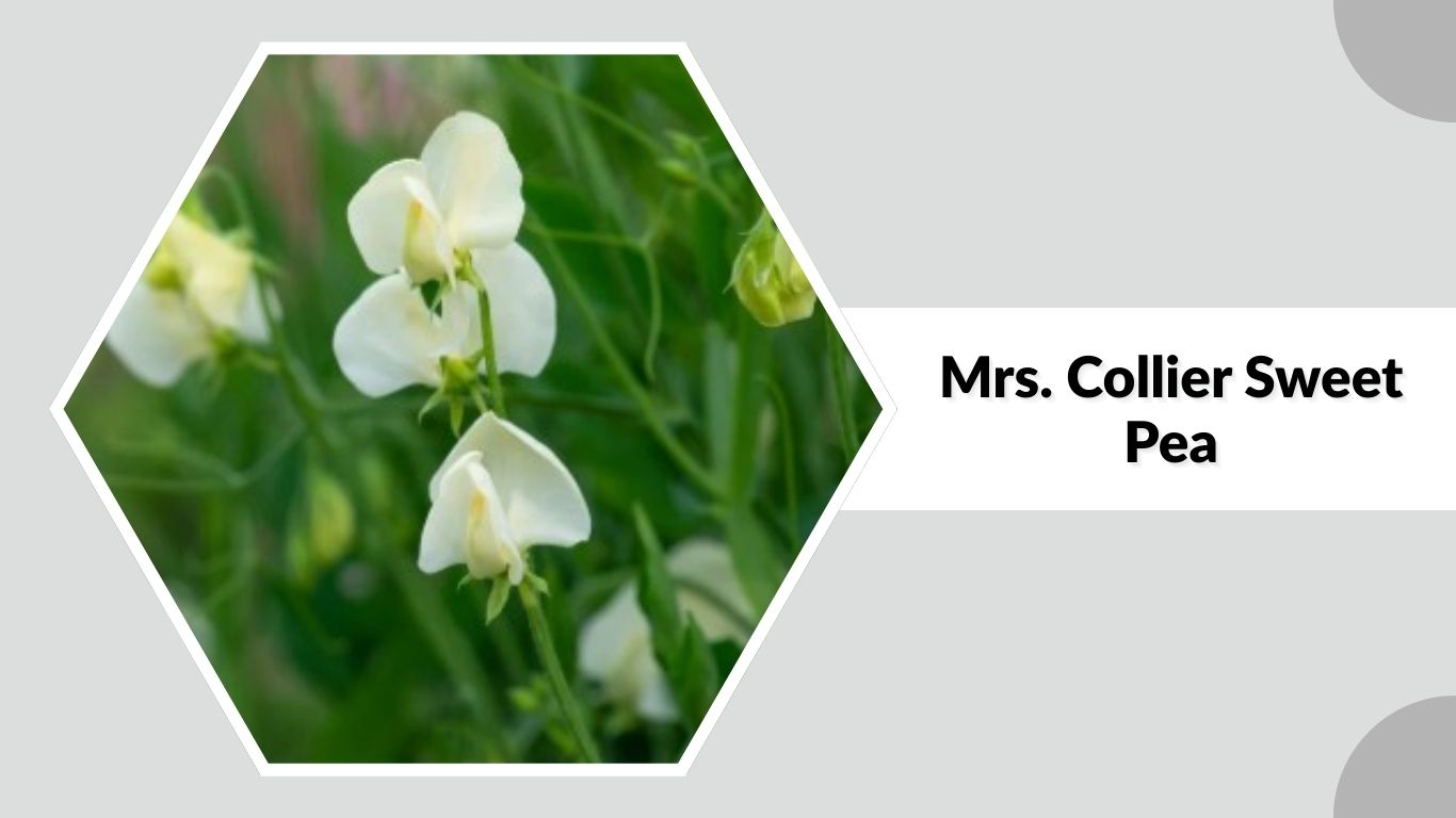25 Types of Sweet Pea Flower: Identification with Picture
