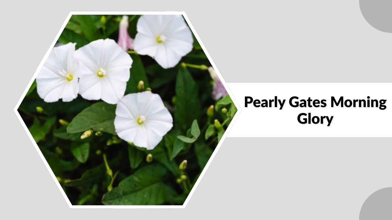 27 Types of Morning Glory: Identification with Picture