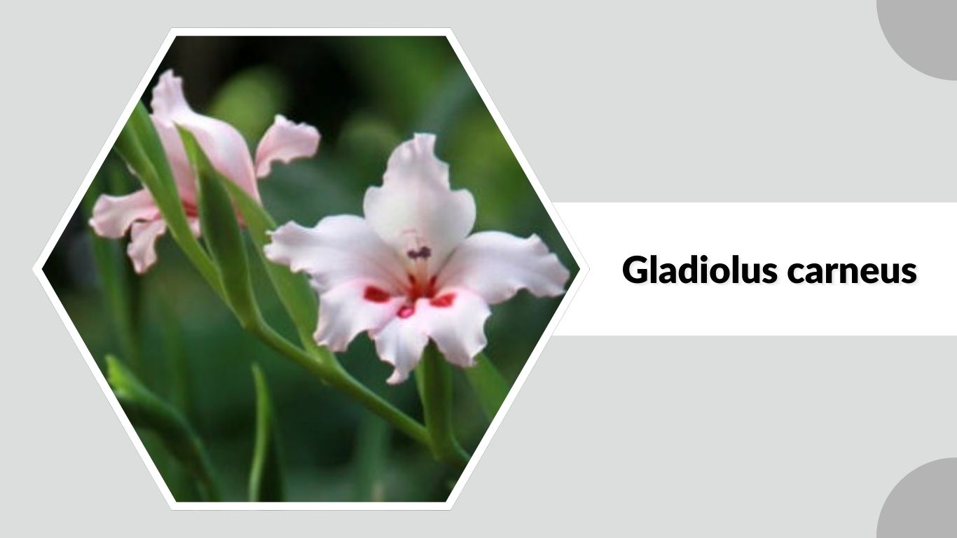25 Types of Gladiolus Flower: Species Identification With Pictures