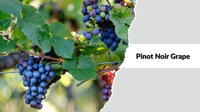 25 Common Types of Grape Tree: Identification with Pictures