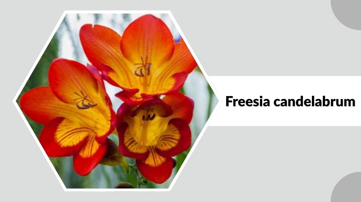 16 Types of Freesia Flowers: Species Identification With Pictures