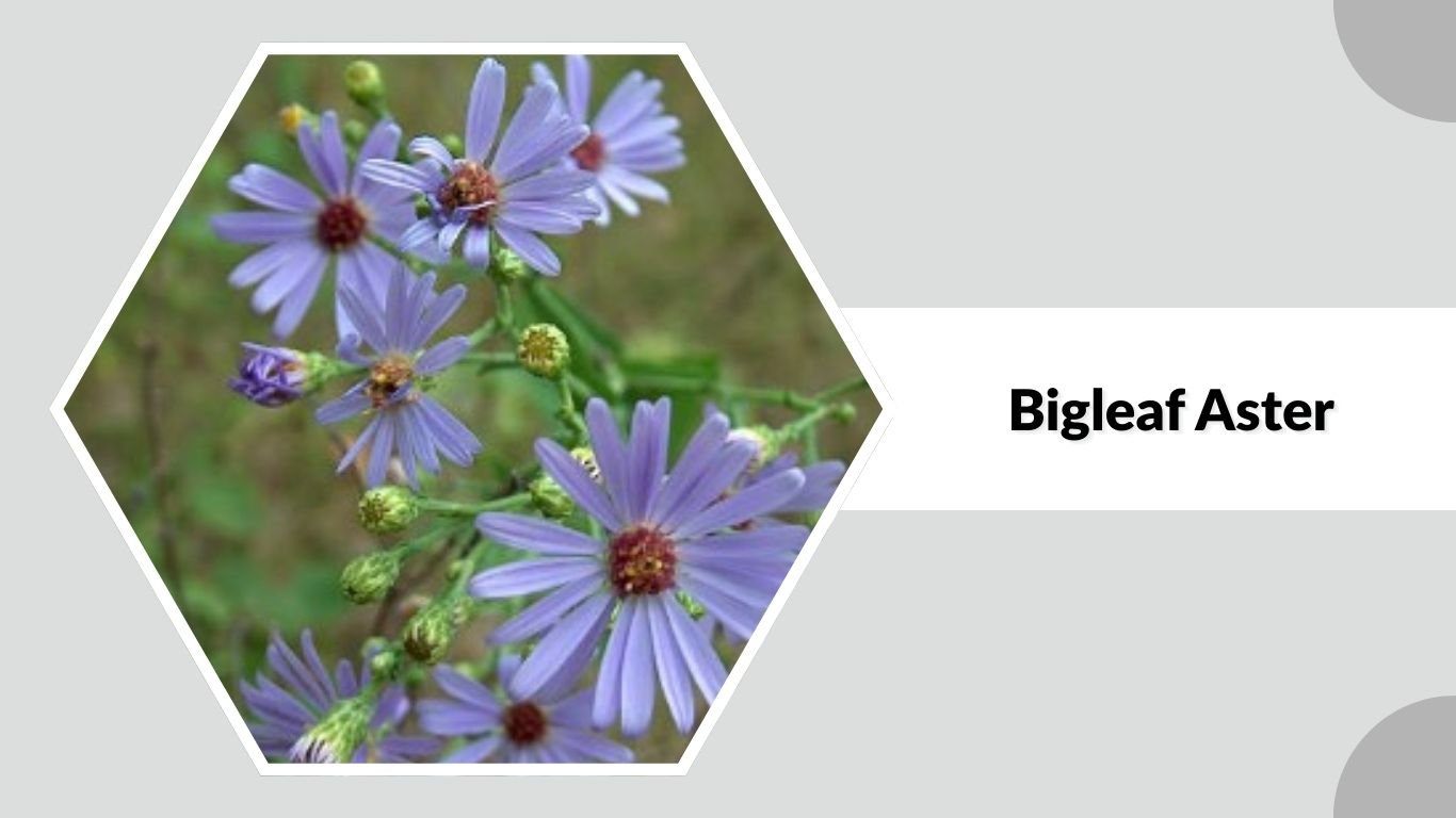 27 Types of Aster Flowers: Different Species ID with Pictures
