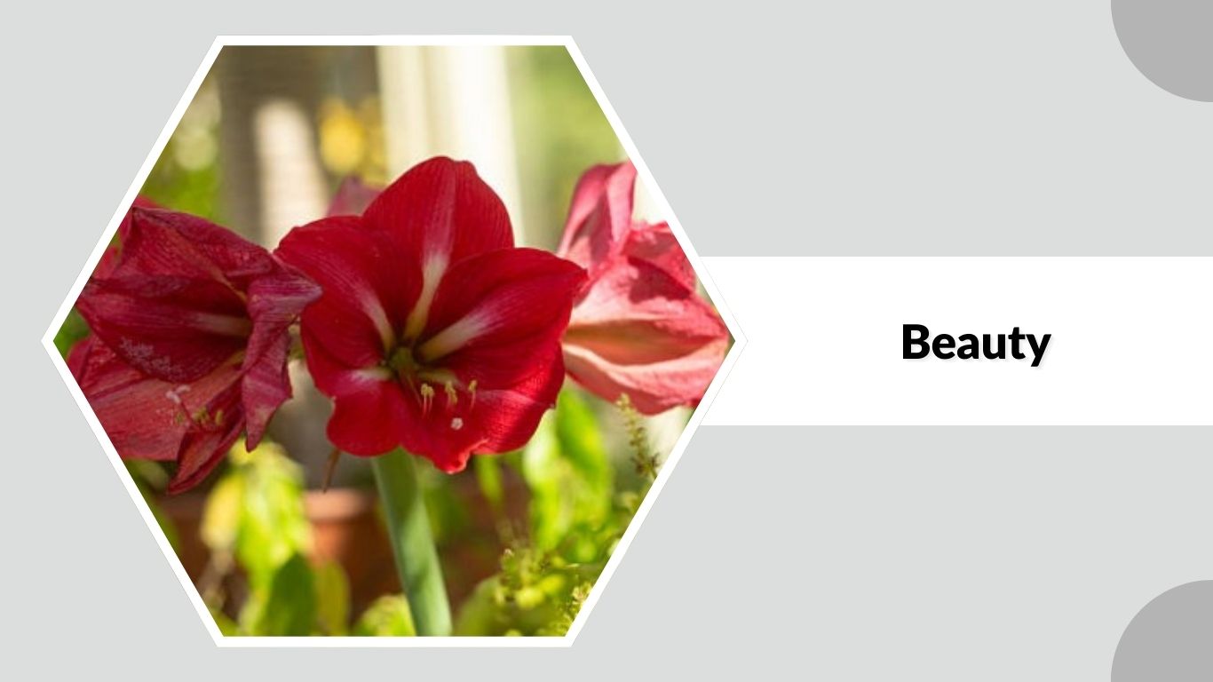 20 Common Types of Amaryllis Flower: Identification with Pictures