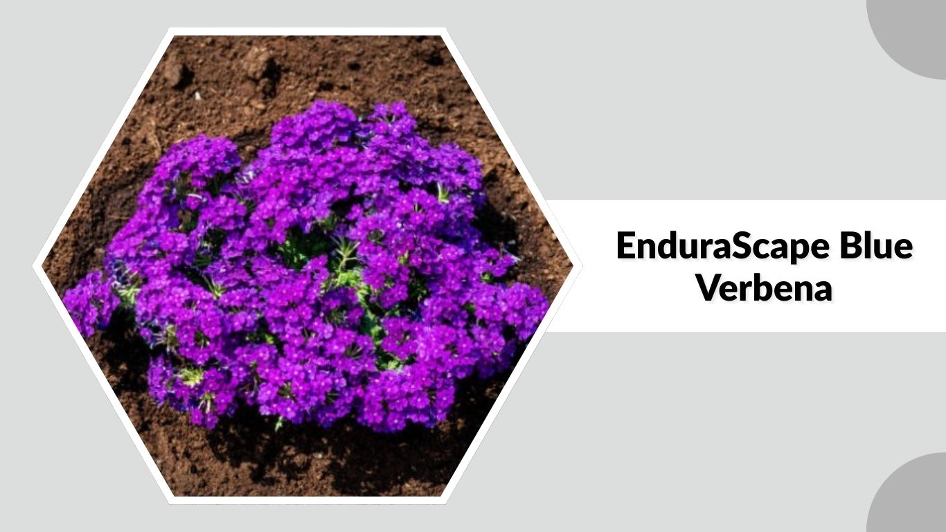 25 Types of Verbena Flower: Species Identification with Pictures