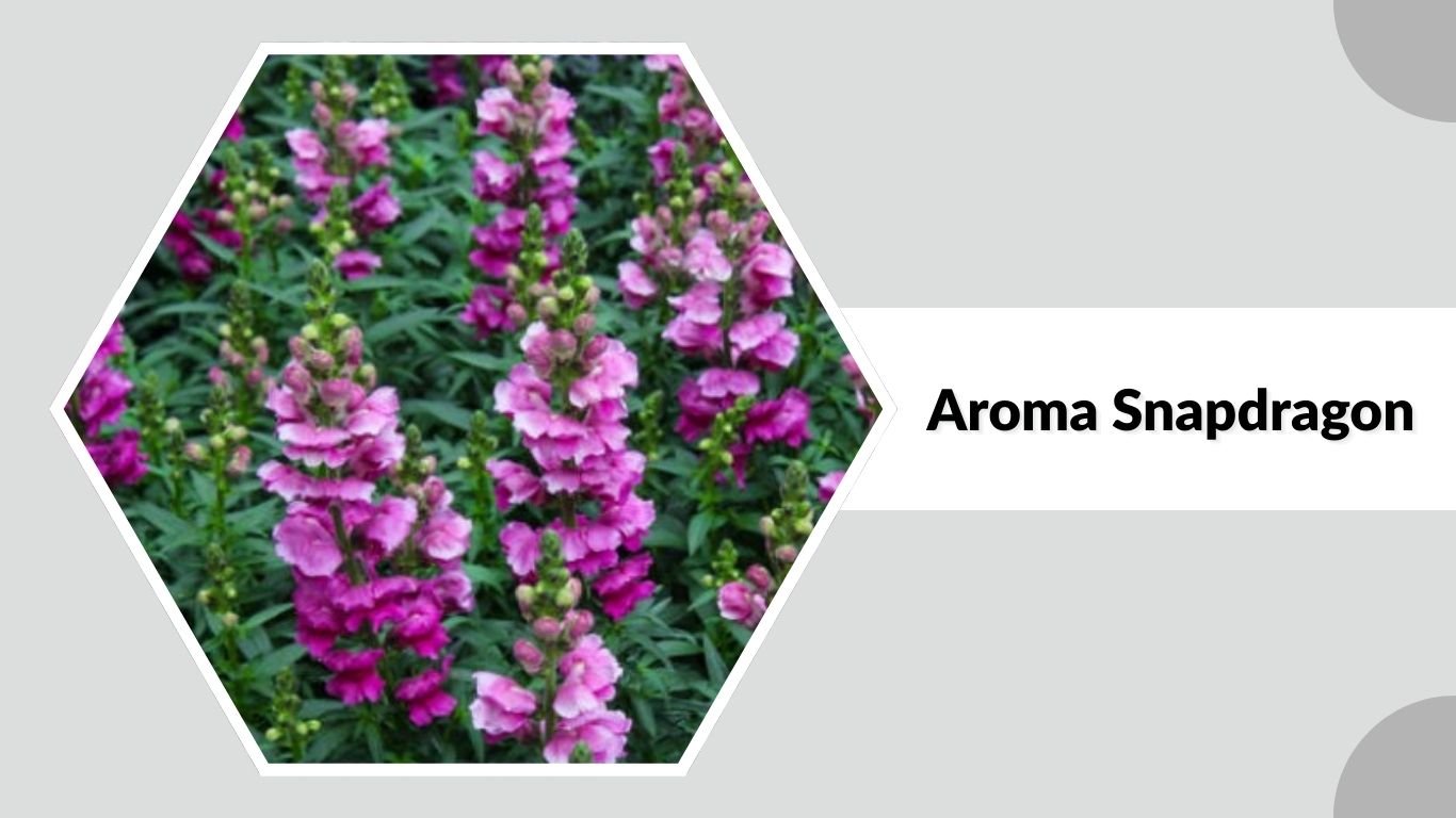 20 Types of Snapdragon Flower: Identification with Pictures