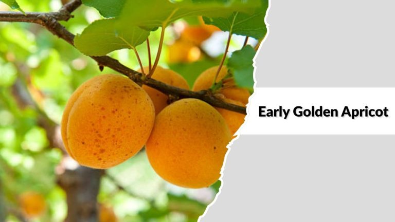 20 Types of Apricot Fruit: Identification with Pictures