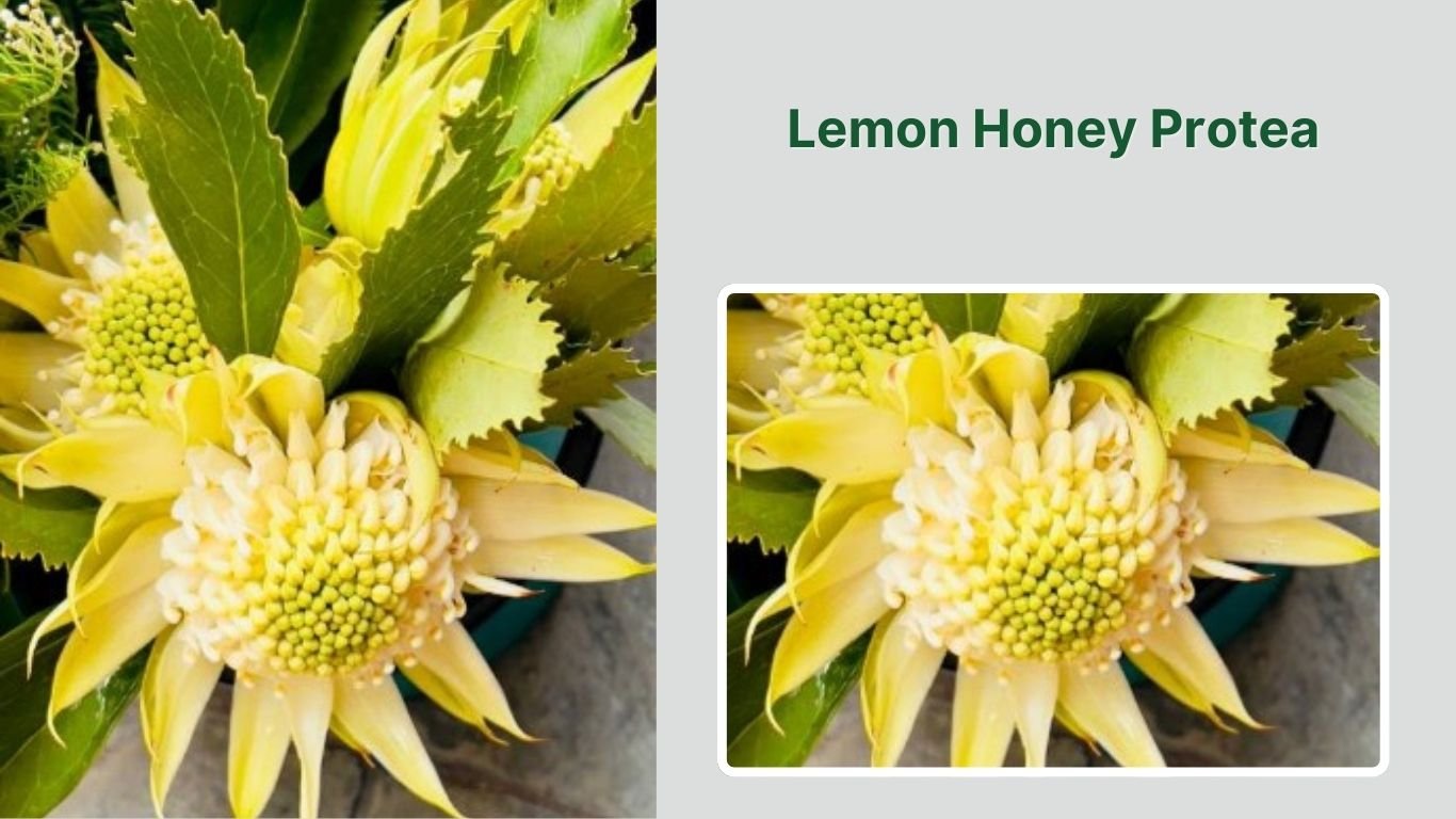 25 Types of Protea Flowers: Species Identification with Pictures