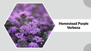 25 Types of Verbena Flower: Species Identification with Pictures