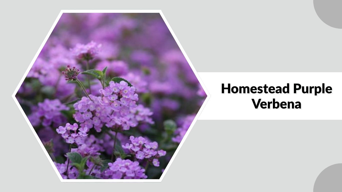 25 Types of Verbena Flower: Species Identification with Pictures