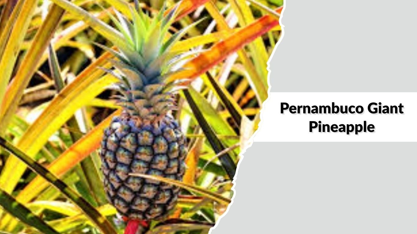 20 Common Types of Pineapple Tree: Identification with Pictures