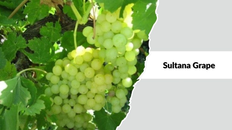 25 Common Types of Grape Tree: Identification with Pictures