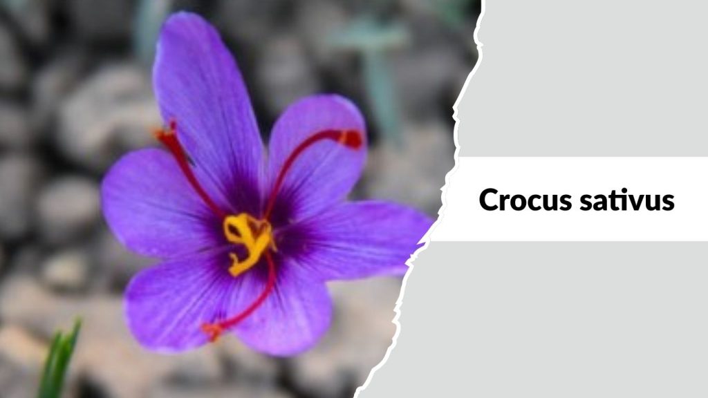 25 Types of Saffron Flowers (Crocus Species Names & Guide)