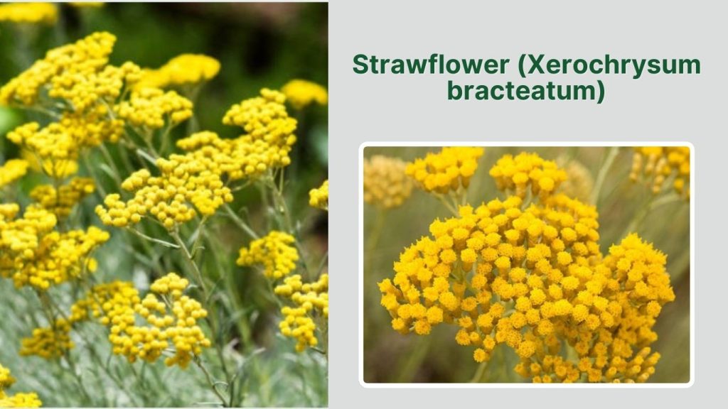 12 Types of Everlasting Flower: Species Identification with Pictures