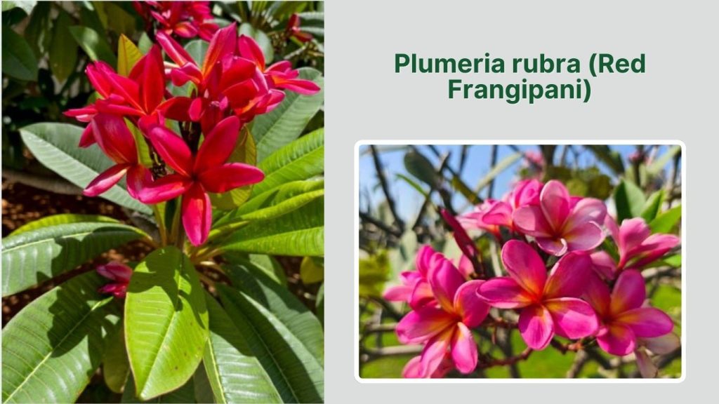 8 Types of Plumeria Flower: Identification with Pictures