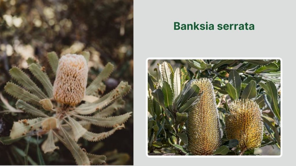 19 Types of Banksia Flowers: Identification with Picture