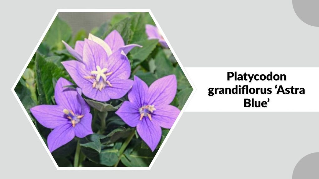 15 Types of Balloon Flower: Species Identification with Pictures