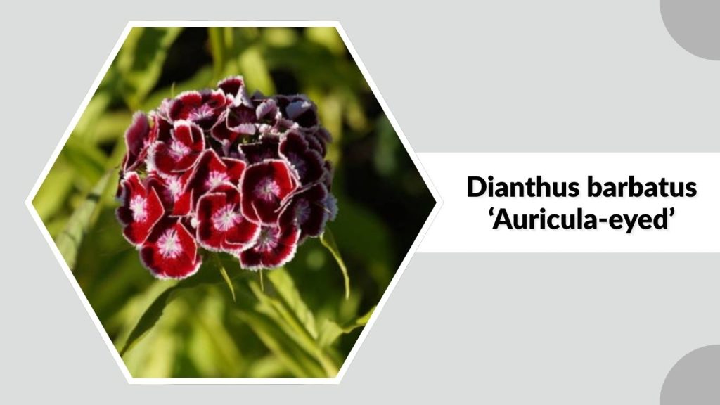 15 Types of Sweet William Flowers: Species Identification with Pictures