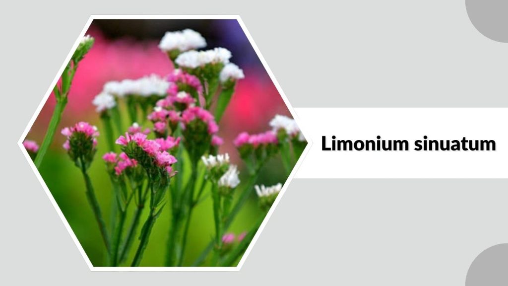 20 Types of Statice Flowers: Identification with Pictures