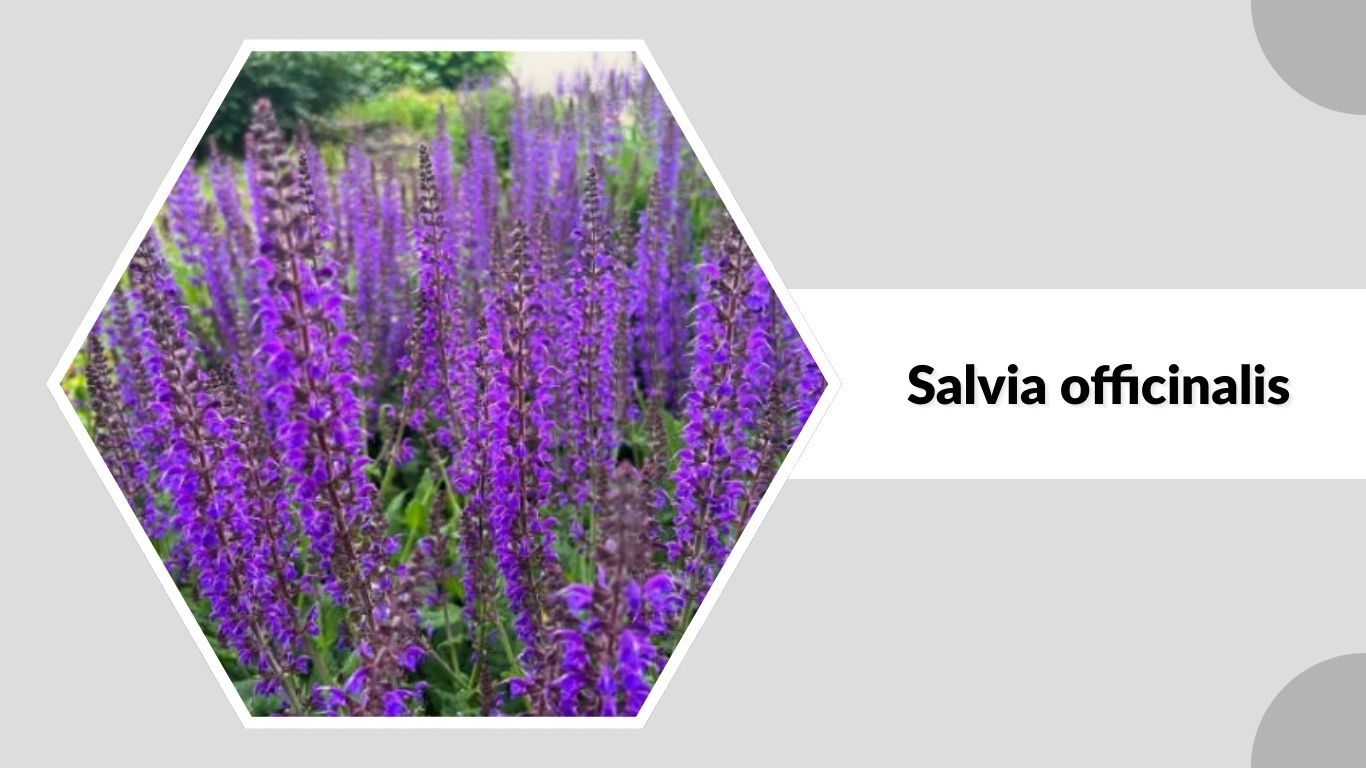 25 Common Types of Salvia Flower: Identification with Plant Pictures
