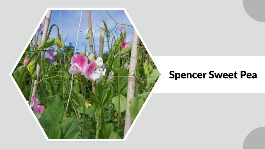 25 Types of Sweet Pea Flower: Identification with Picture