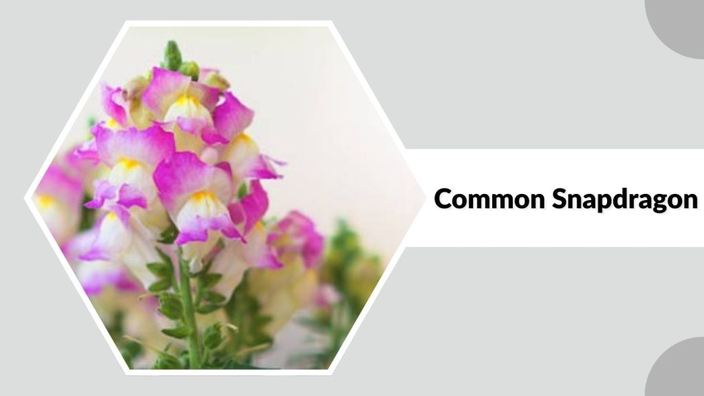 20 Types of Snapdragon Flower: Identification with Pictures