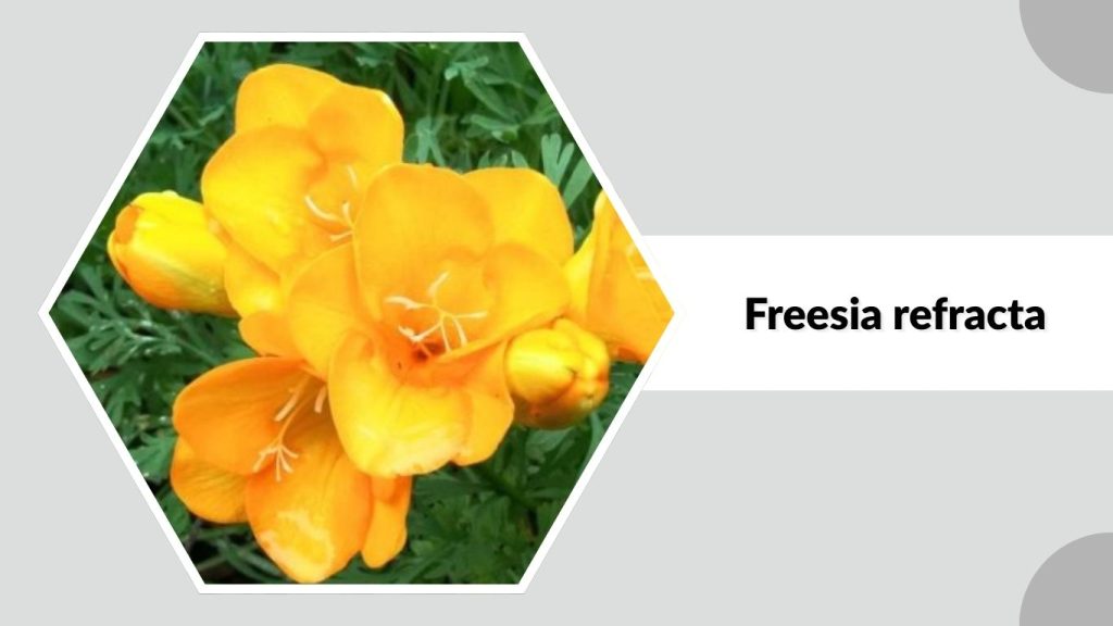 16 Types of Freesia Flowers: Species Identification With Pictures