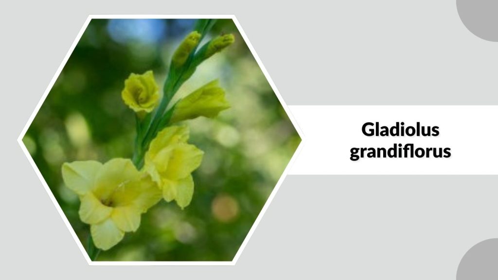 25 Types of Gladiolus Flower: Species Identification With Pictures