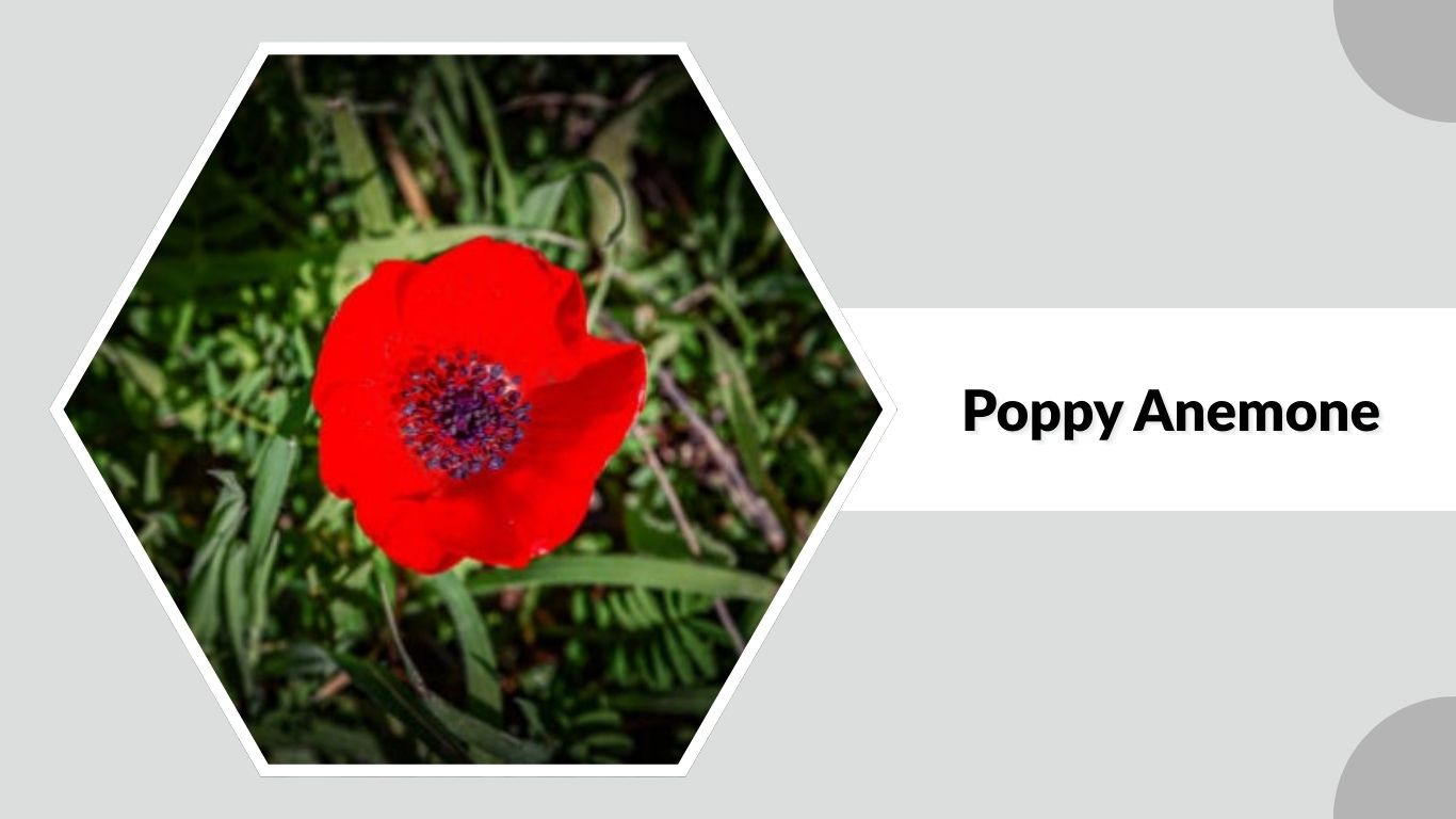 27 Common Types of Anemone Flower: Identification With Pictures