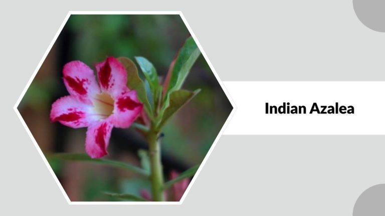 25 Types of Azalea Flower: Identification With Pictures