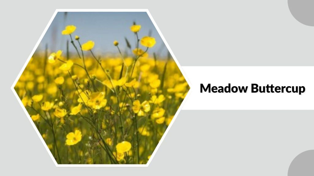 15 Common Types of Buttercup Flowers: Different Species ID with Pictures