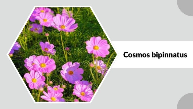 25 Types of Cosmos Flowers: Different Species ID with Pictures
