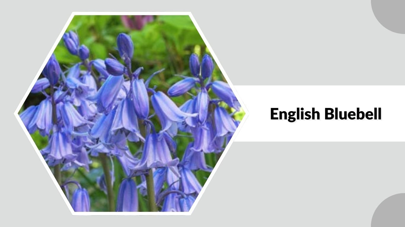 12 Types of Bluebell Flowers: Different Species ID with Pictures