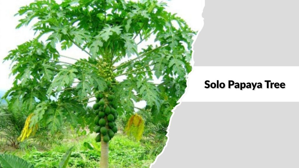 15 Types of Papaya Tree: Identification with Pictures
