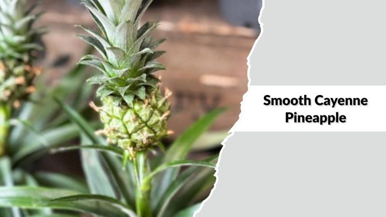 20 Common Types of Pineapple Tree: Identification with Pictures