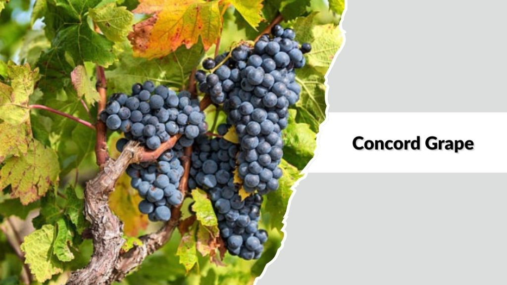 25 Common Types of Grape Tree: Identification with Pictures