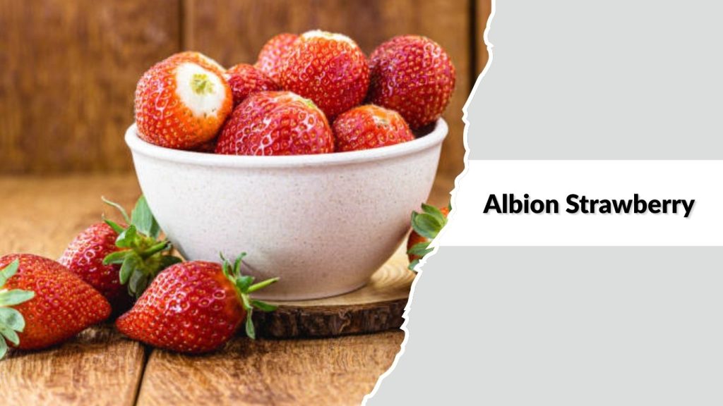 15 Types of Strawberry: Identification with Pictures